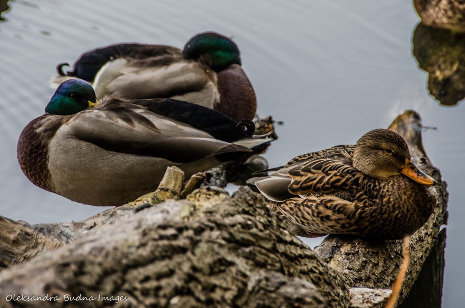 Adventures Close to Home: Fall Hike in High Park | Gone Camping